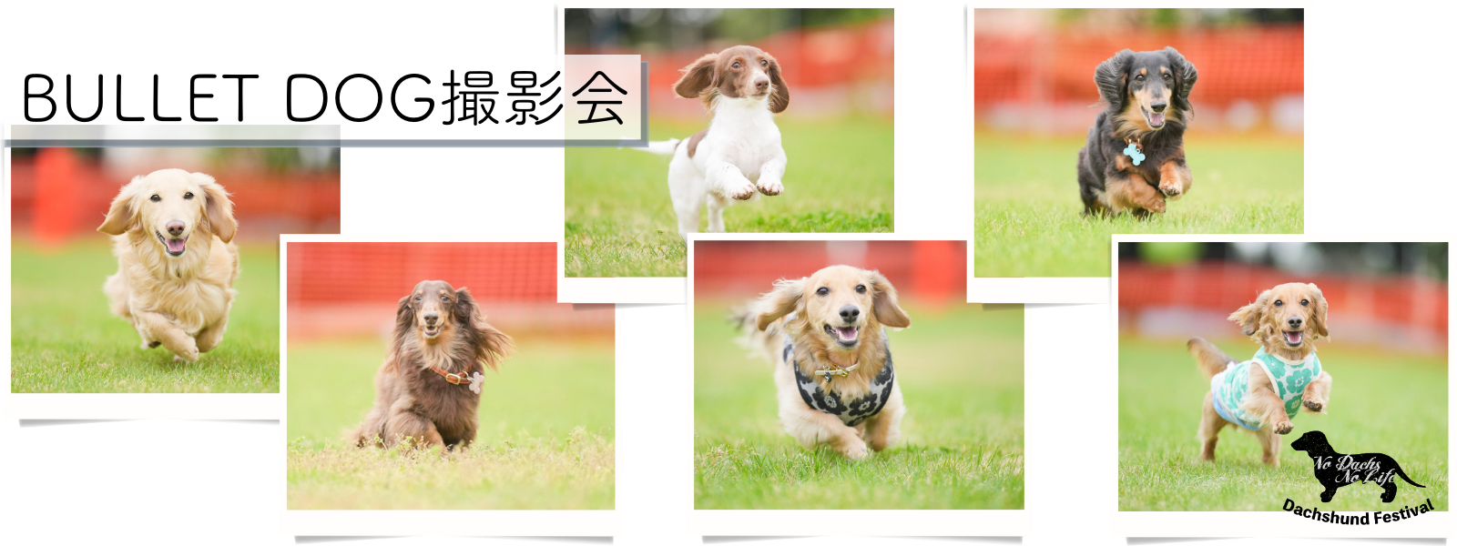 BULLET DOG撮影会 | ダックスフントフェスティバル公式サイト
